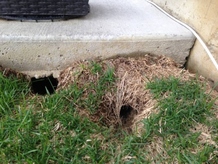 Groundhog Trapping & Removal Services in SE Pennsylvania